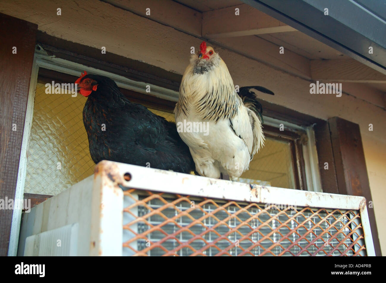 chickens standing on an air conditioner next to a building Stock Photo ...