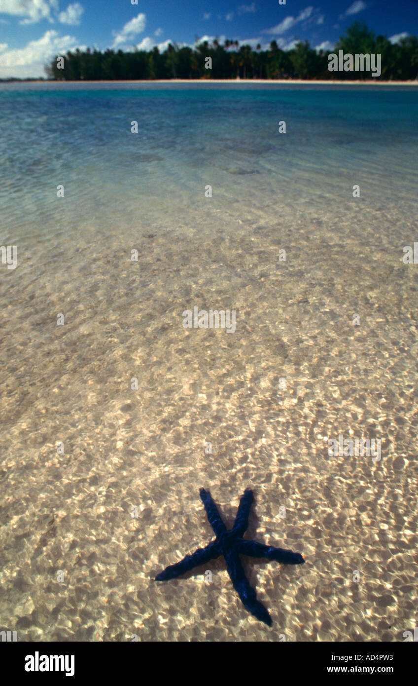 Blue starfish Aitutaki Cook Islands Stock Photo - Alamy