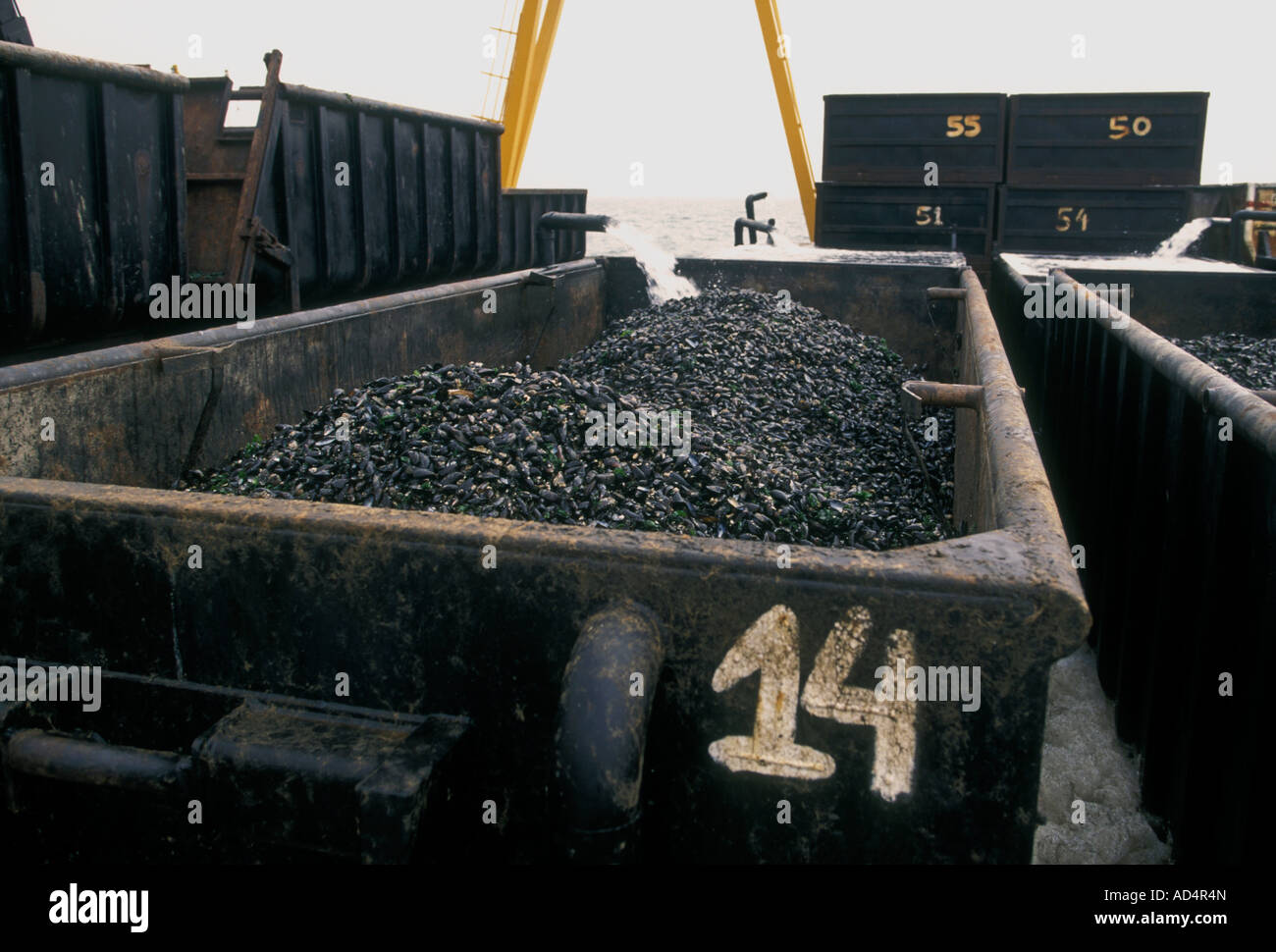 harvesting mussels, mussel harvest, Yerseke, Zeeland Province, Holland ...