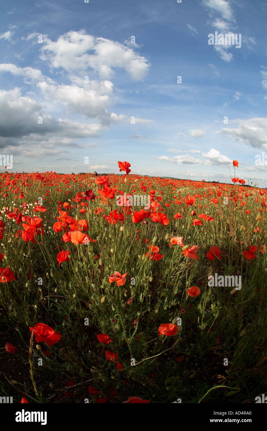 poppy fields Field of flowering poppies,, land, farm, farmland, farm ...