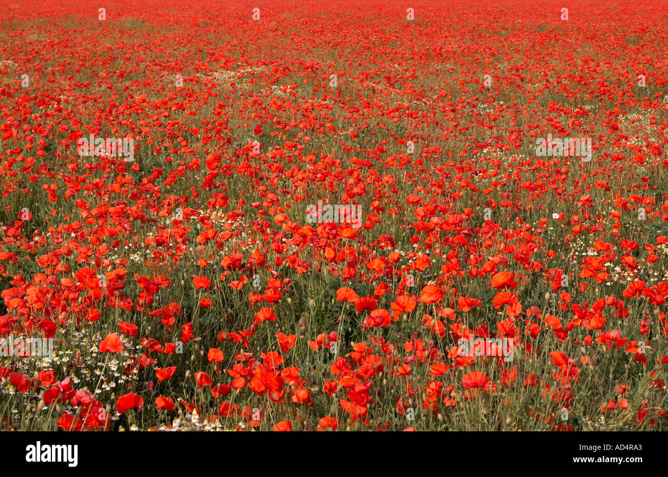poppy fields Field of flowering poppies,, land, farm, farmland, farm ...