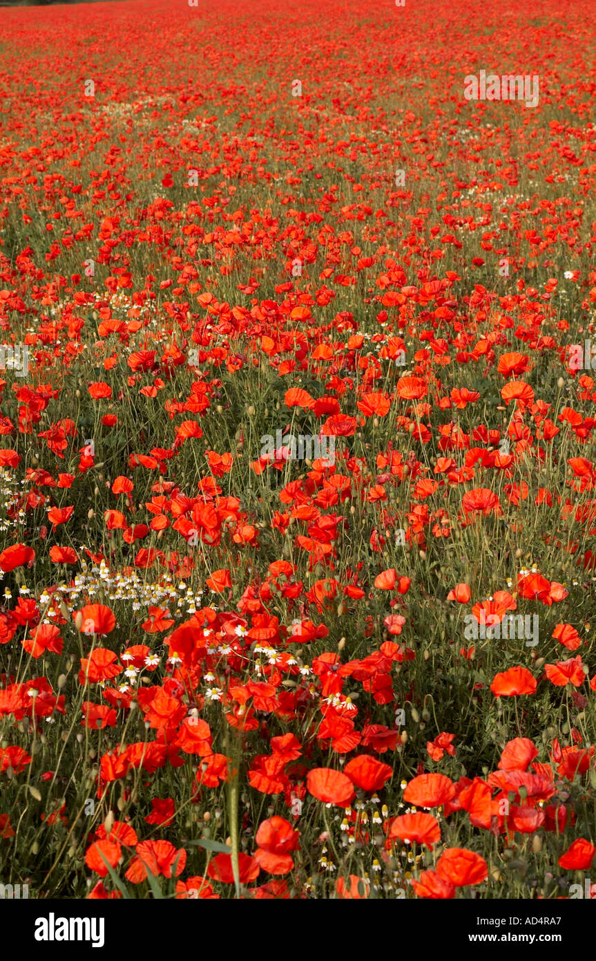 poppy fields Field of flowering poppies,, land, farm, farmland, farm ...