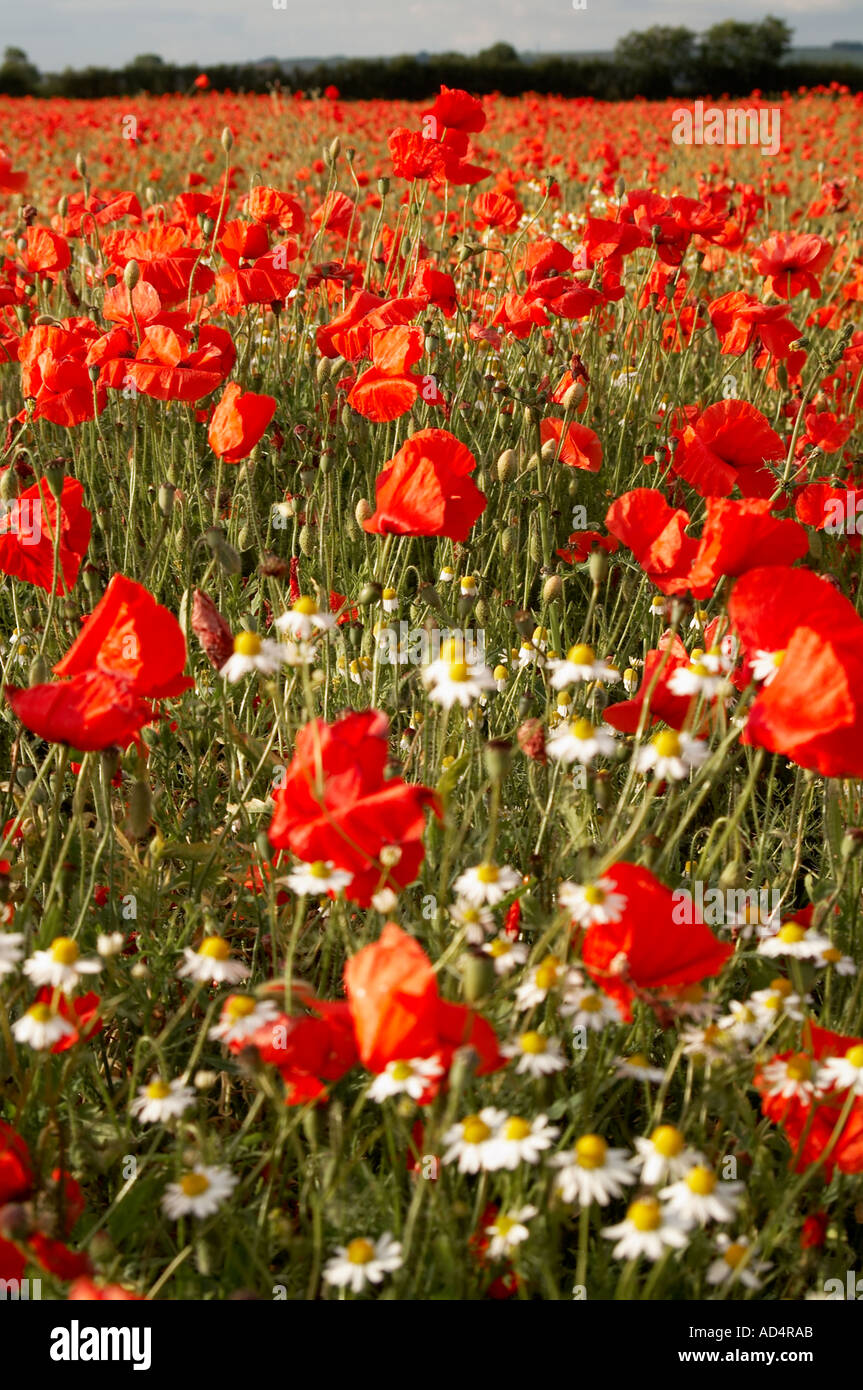poppy fields Field of flowering poppies,, land, farm, farmland, farm ...