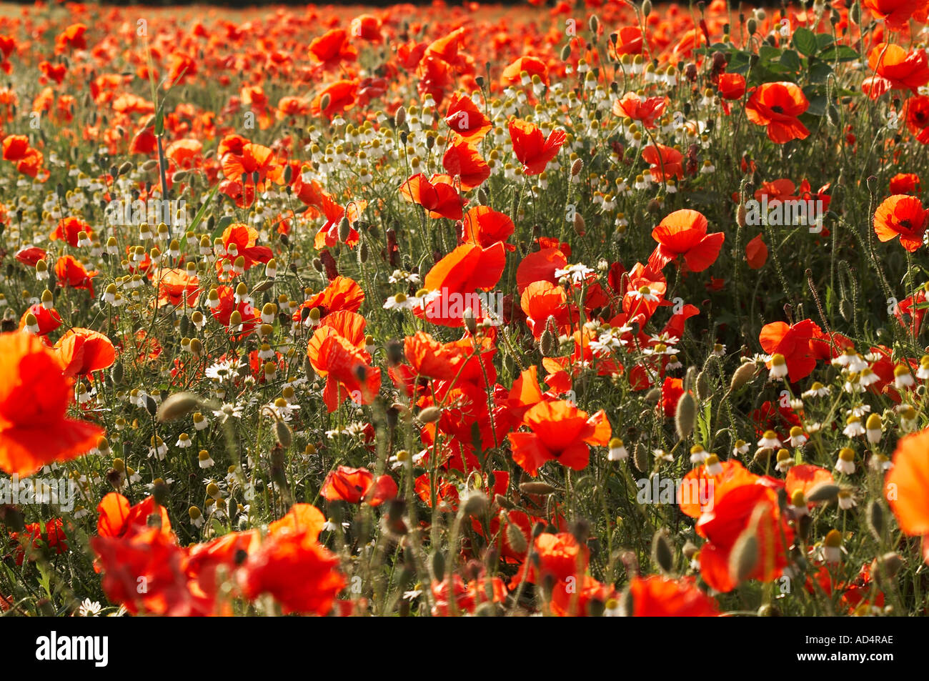 poppy fields Field of flowering poppies,, land, farm, farmland, farm ...