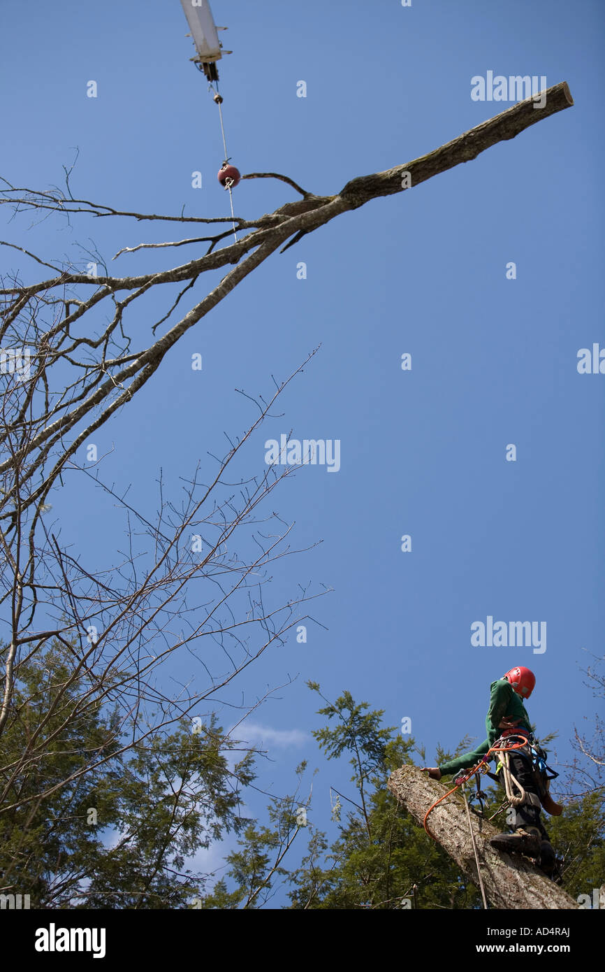 Removing a dead tree hi-res stock photography and images - Alamy