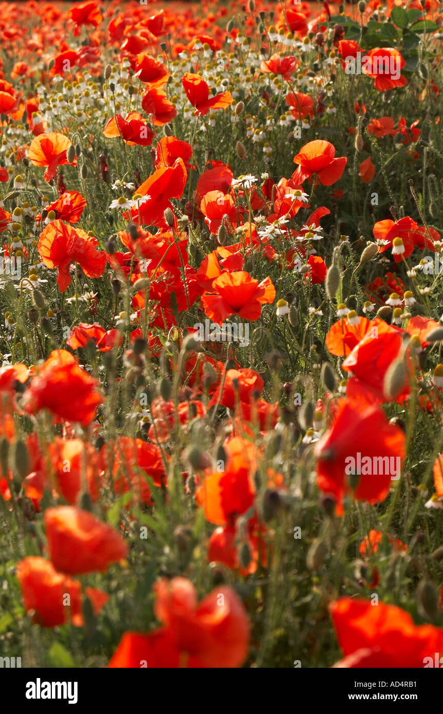 poppy fields Field of flowering poppies,, land, farm, farmland, farm ...