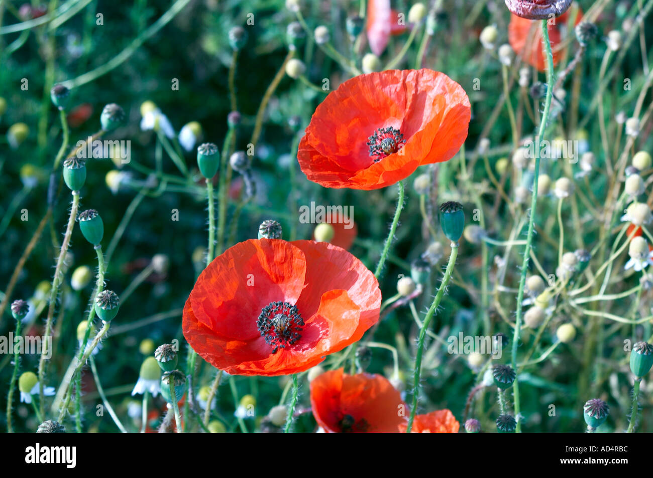 poppy fields Field of flowering poppies Stock Photo - Alamy