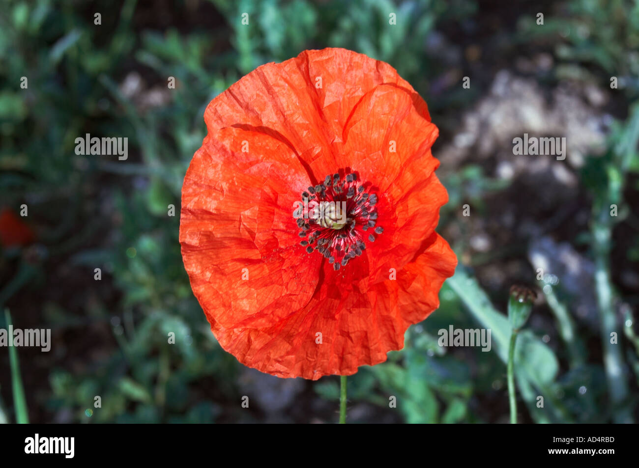 poppy flowering poppies Stock Photo - Alamy