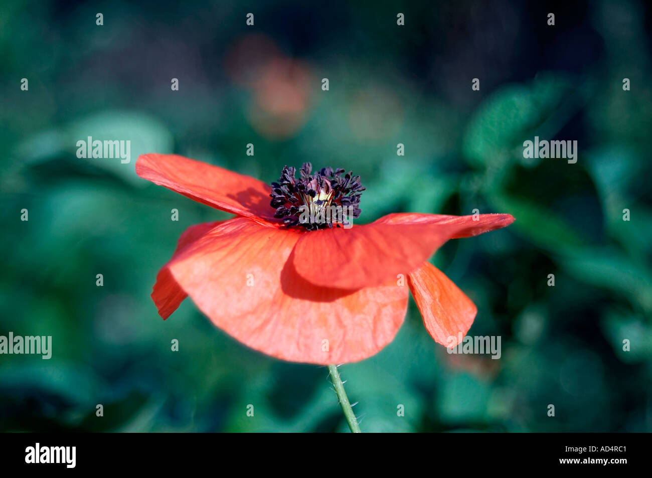 Popy fields field popy of hi-res stock photography and images - Alamy