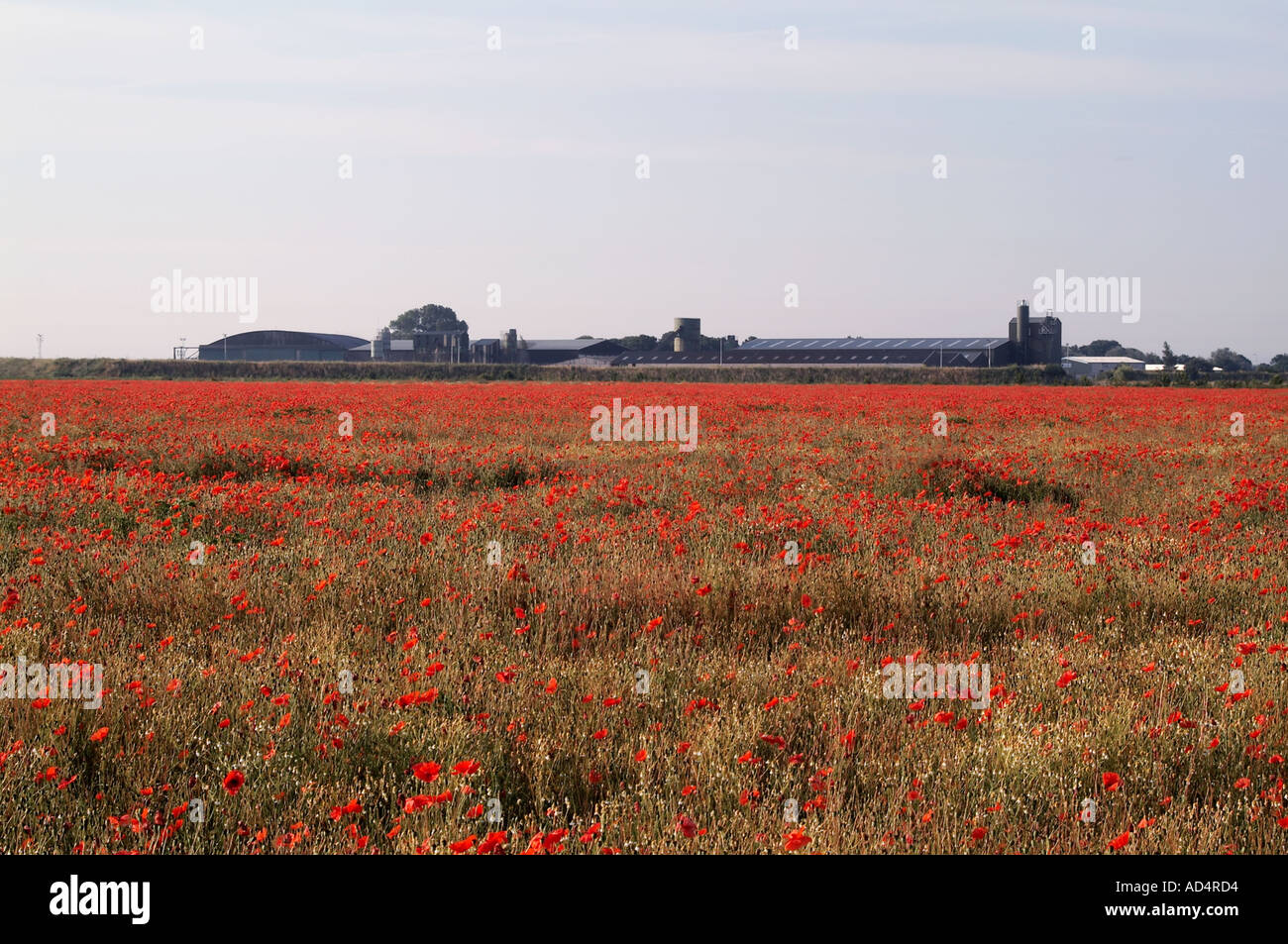 poppy fields Field of flowering poppies,land, farm, farmland, farm ...