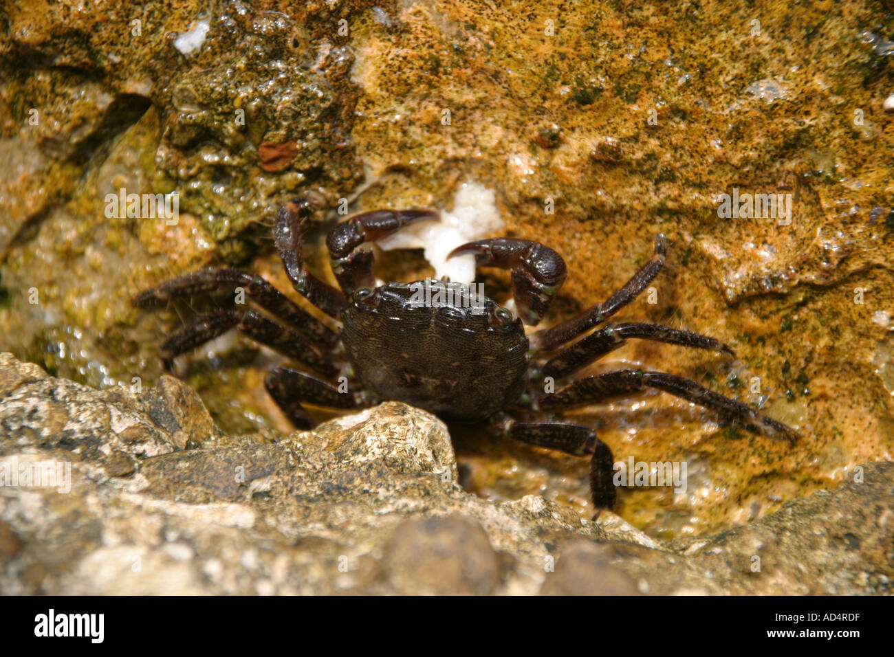 Boney animal hi-res stock photography and images - Alamy