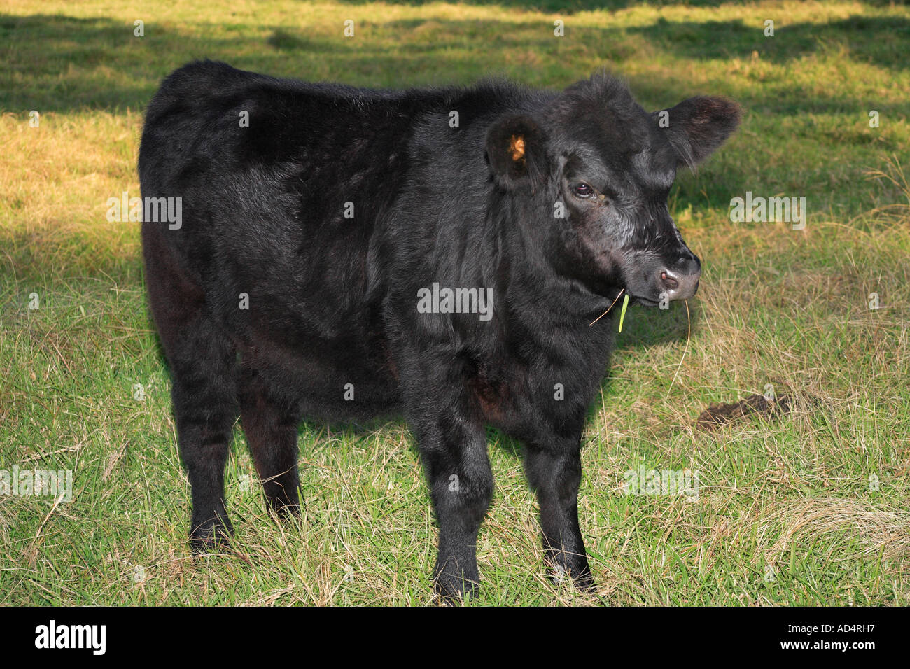 Black Angus Heifer Stock Photo - Alamy