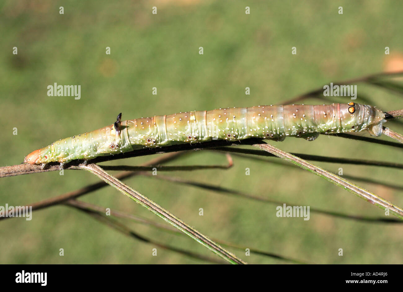Pink bellied moth caterpillar hi-res stock photography and images - Alamy