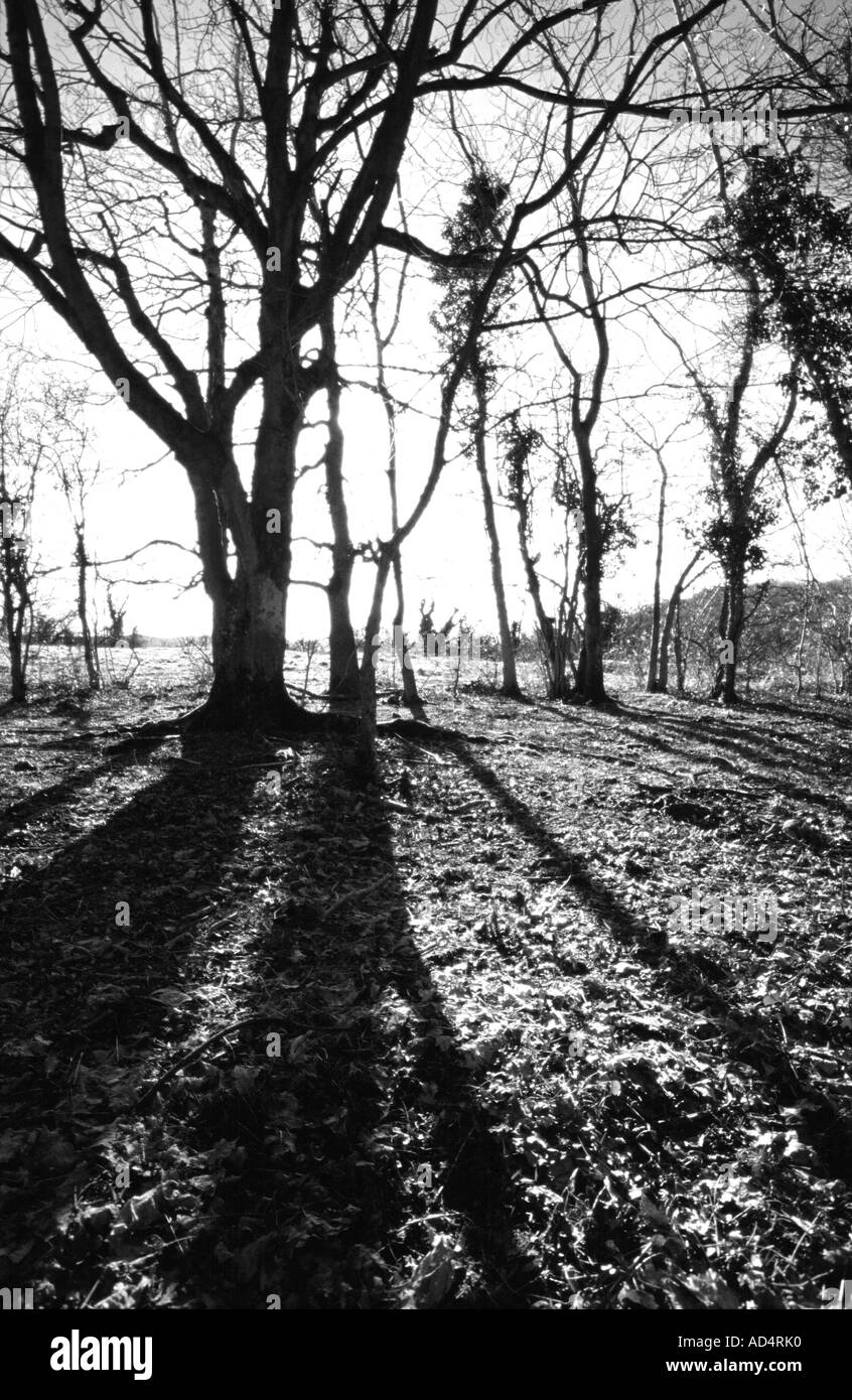 Trees and shadows Stock Photo - Alamy
