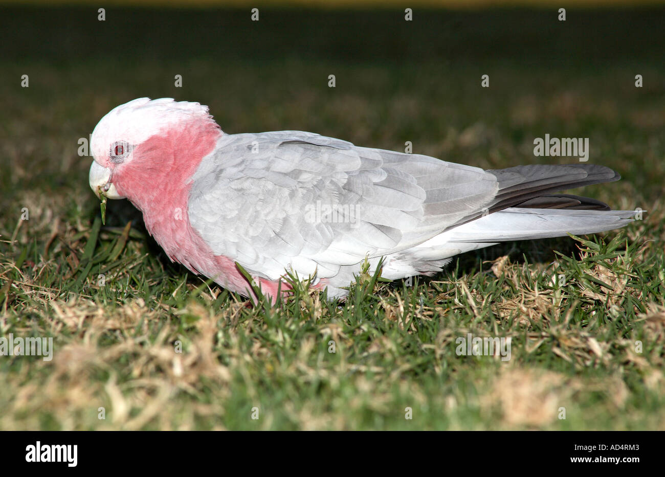 Pink And Grey Galah Also Known As Pink And Grey Cockatooand Rose