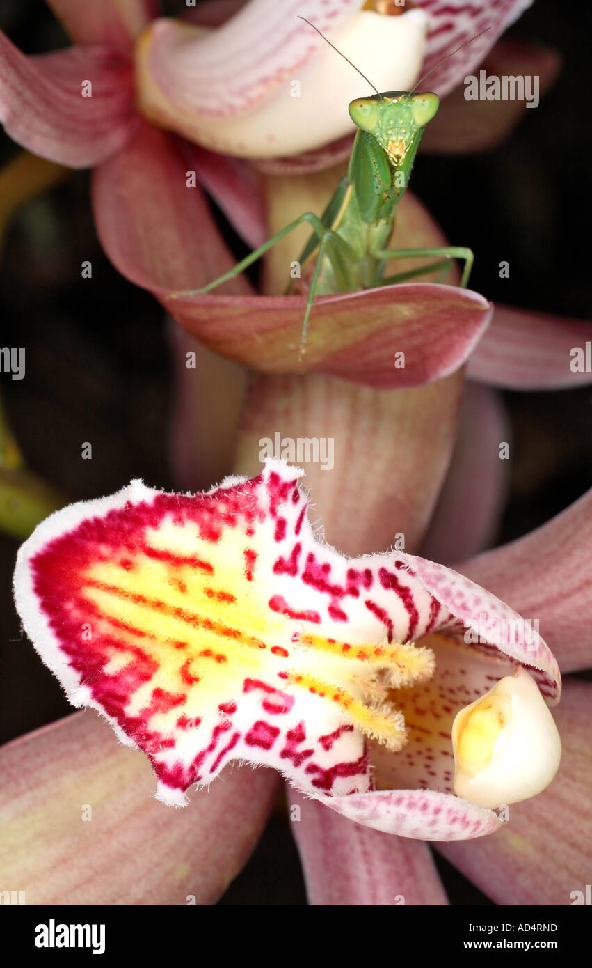 Garden Mantis, Orthodera ministralis, also known as Australian Green ...