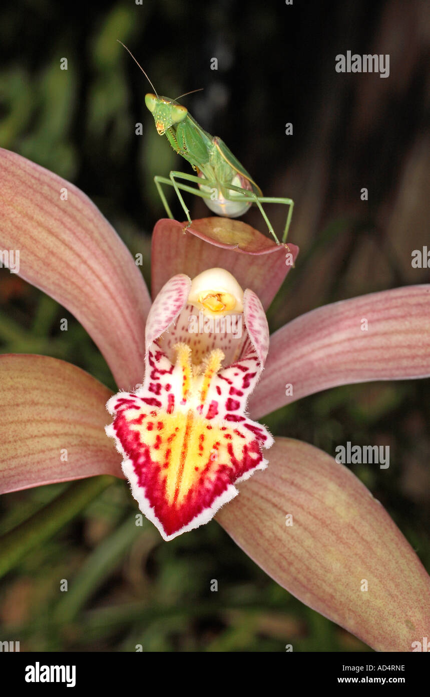 Garden Mantis, Orthodera ministralis, also known as Australian Green ...