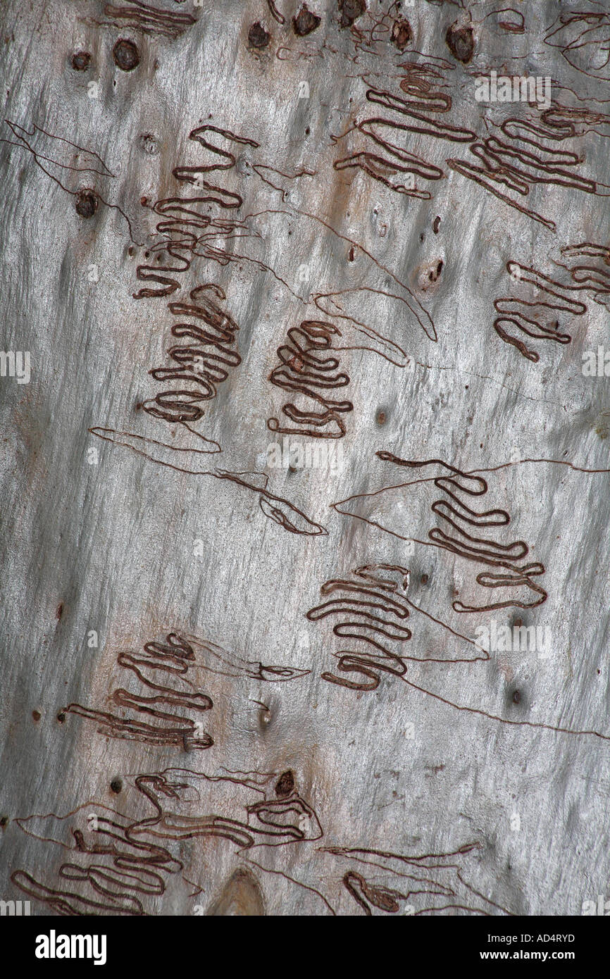 Scribbly Gum Moth larvae, Ogmograptis scribula, on a Ghost Gum Tree ...