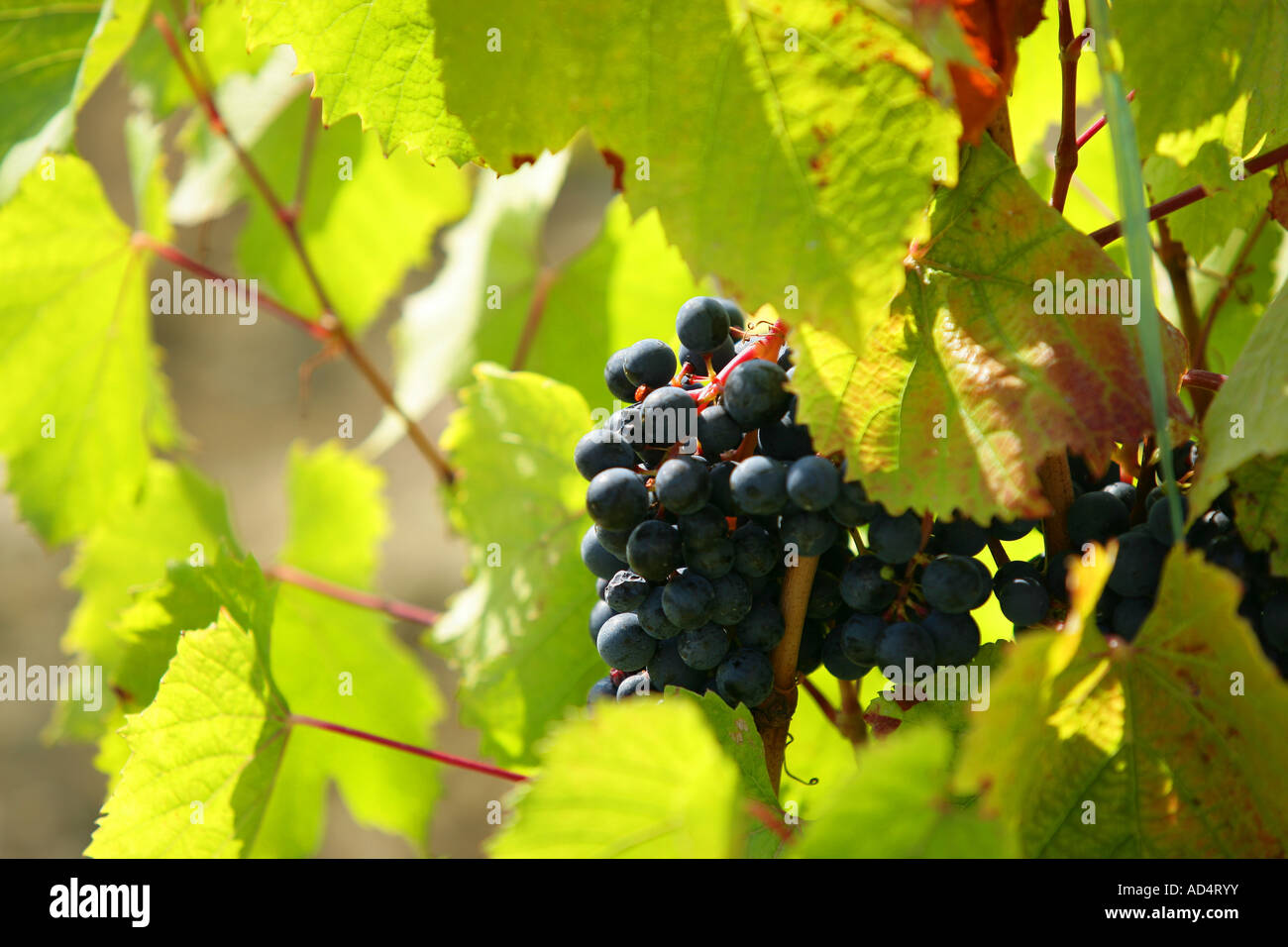 Ph077 hi-res stock photography and images - Alamy