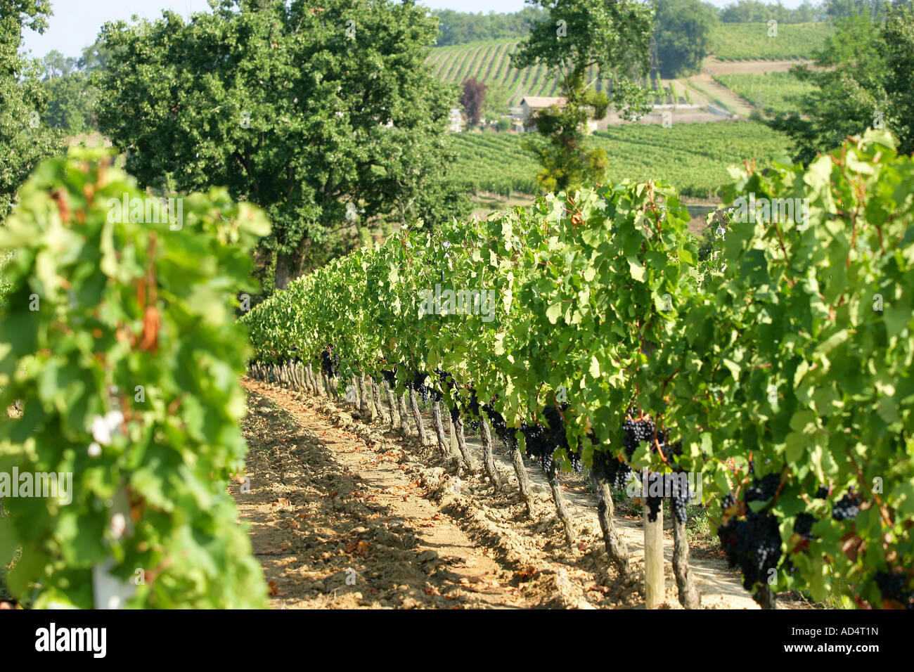 Viticultural environment hi-res stock photography and images - Alamy