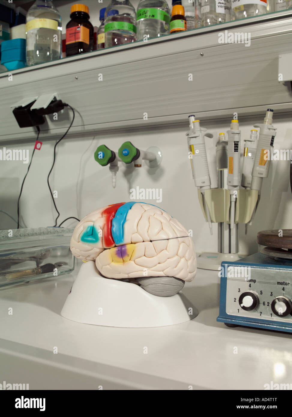 An anatomical model of a human brain in a laboratory Stock Photo - Alamy