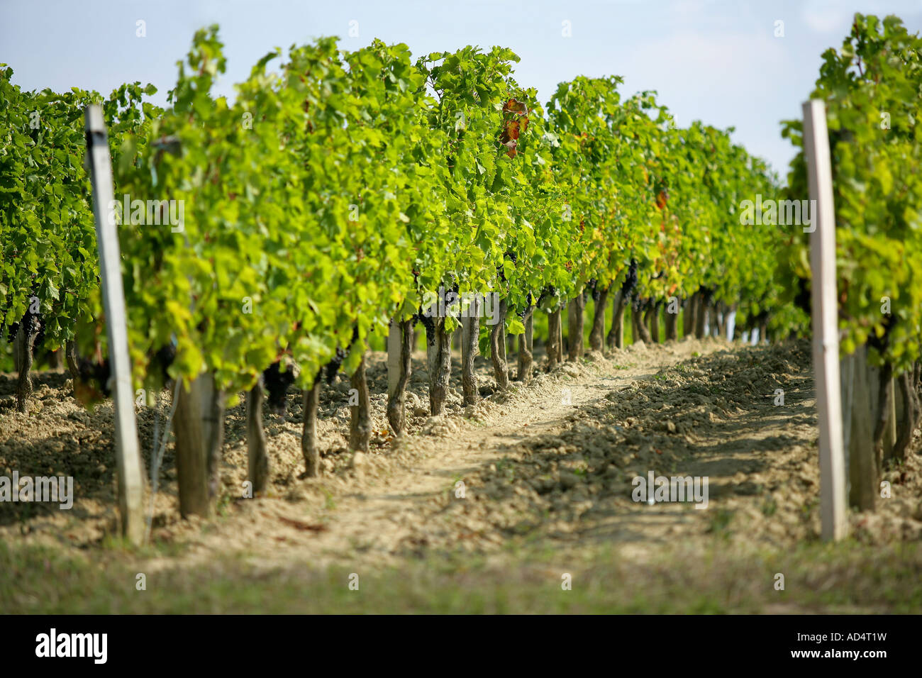 Viticultural domain hi-res stock photography and images - Alamy