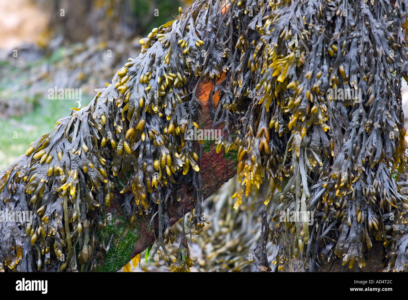 Hanging seaweed hi-res stock photography and images - Alamy