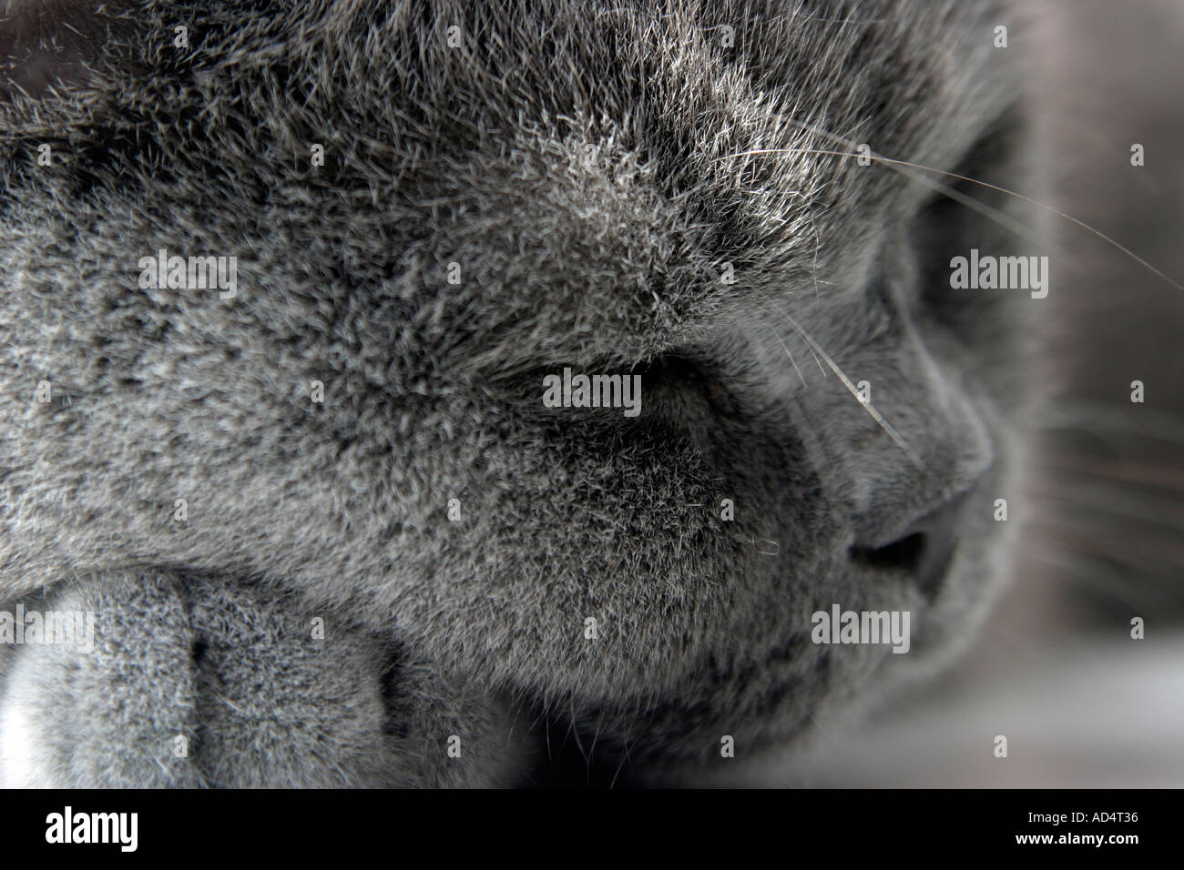 British blue face hi-res stock photography and images - Alamy