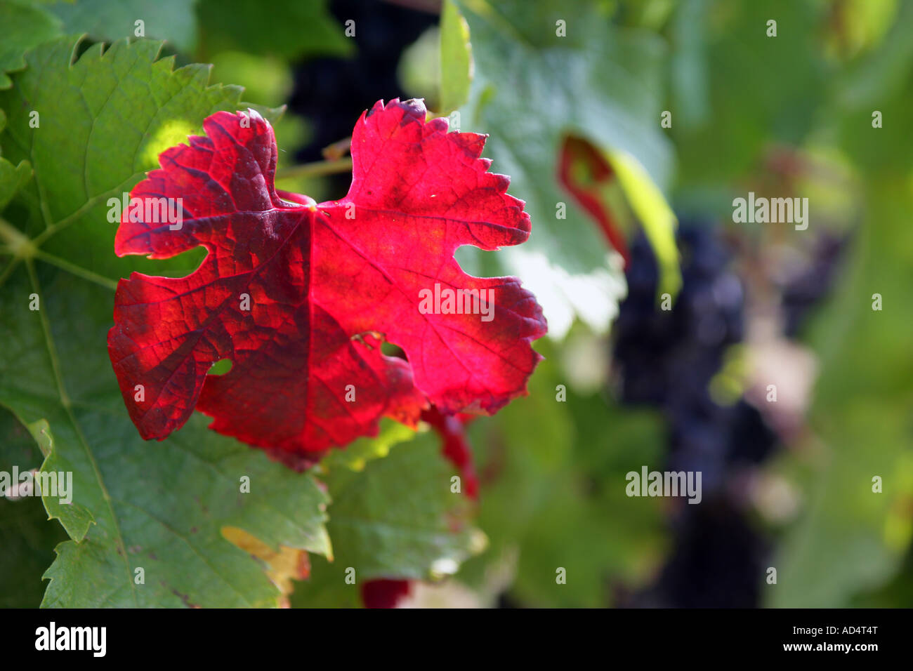 Ph077 hi-res stock photography and images - Alamy