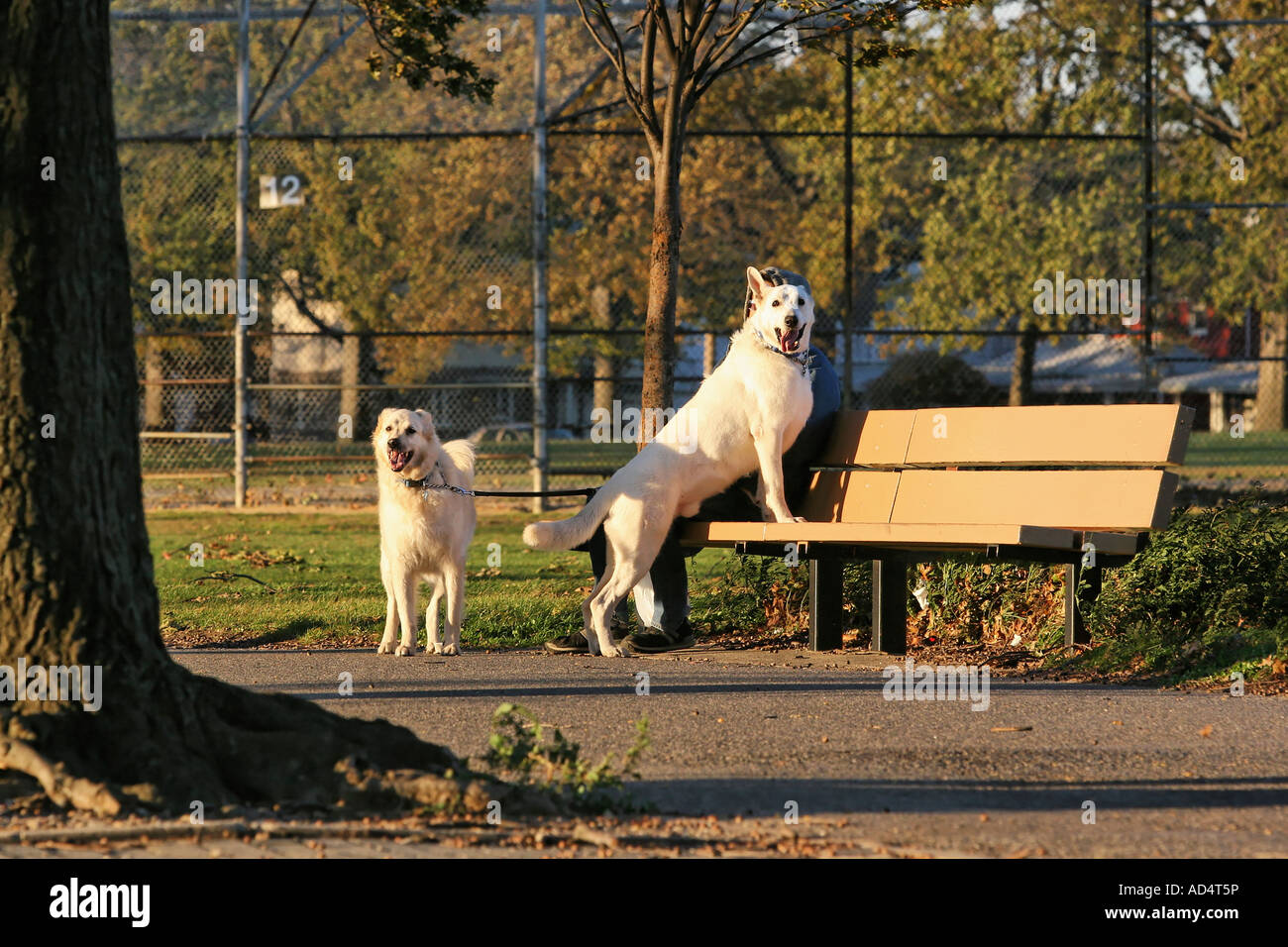 Big white dogs playing in the park Stock Photo - Alamy