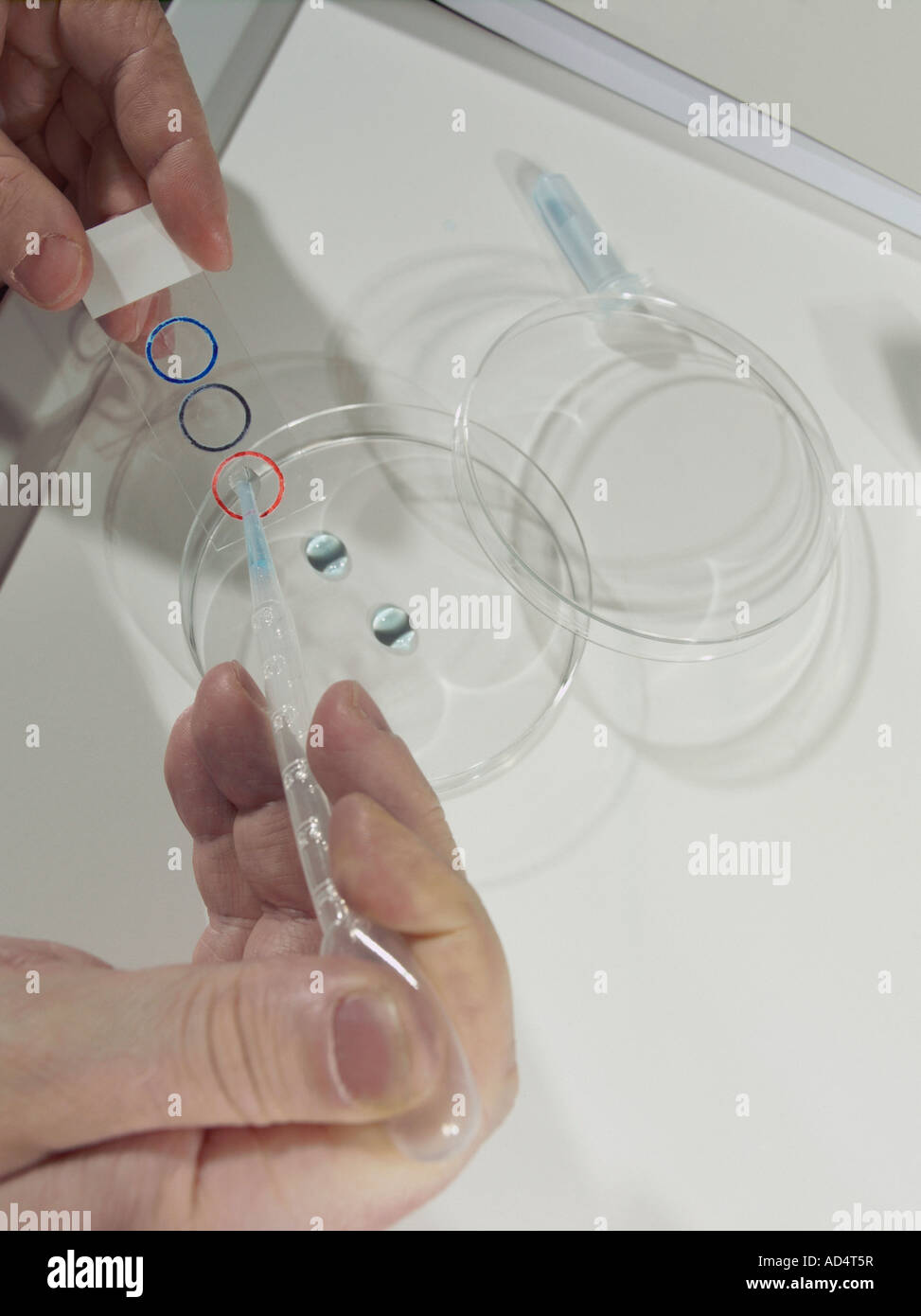 A man dropping liquid onto a microscope slide Stock Photo - Alamy