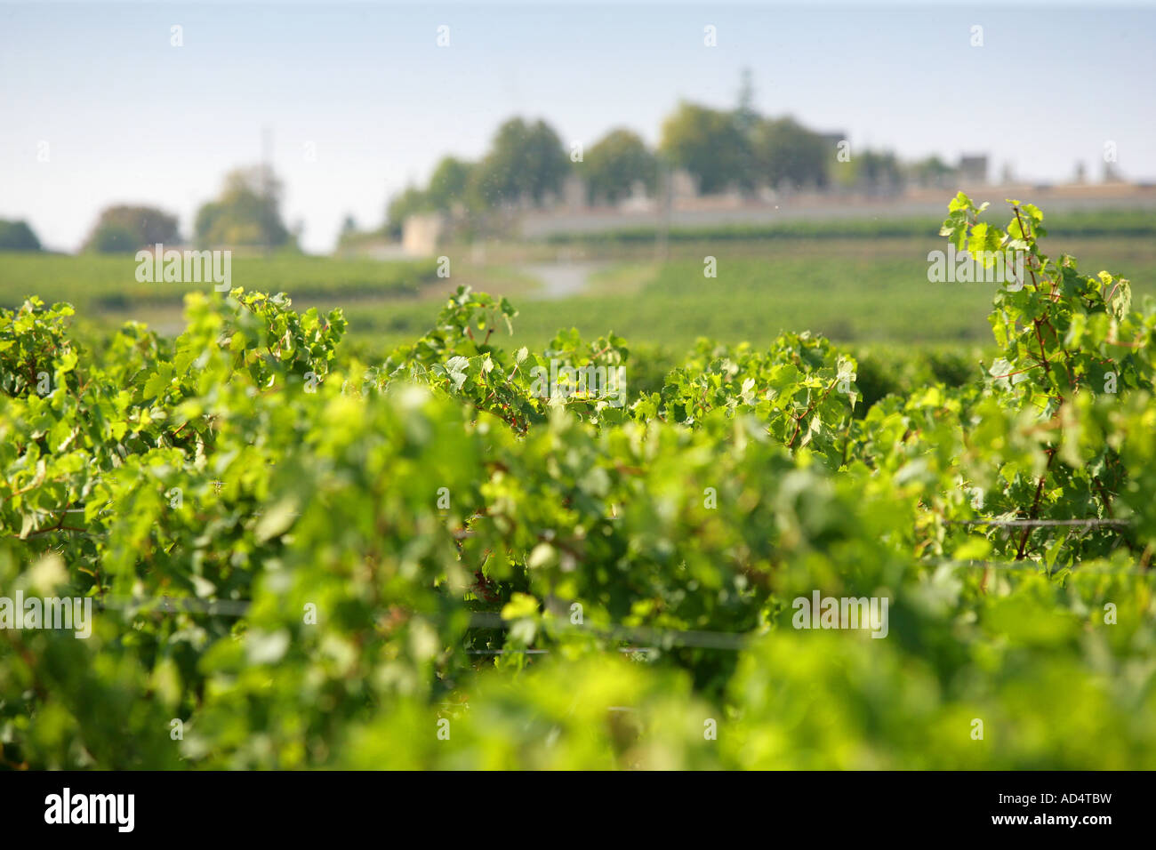 Viticultural domain hi-res stock photography and images - Alamy