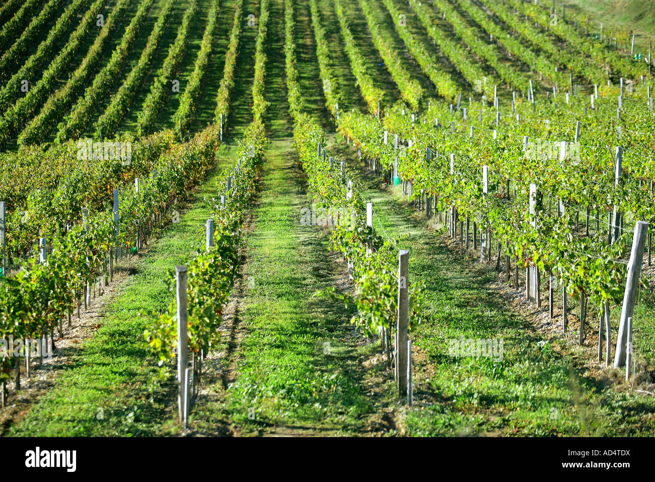 Viticultural environment hi-res stock photography and images - Alamy