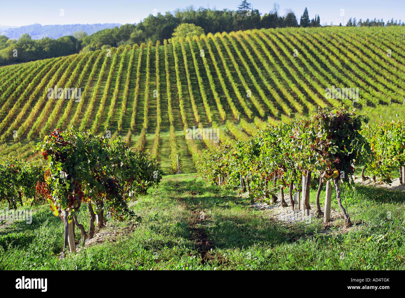 Viticultural domain hi-res stock photography and images - Alamy