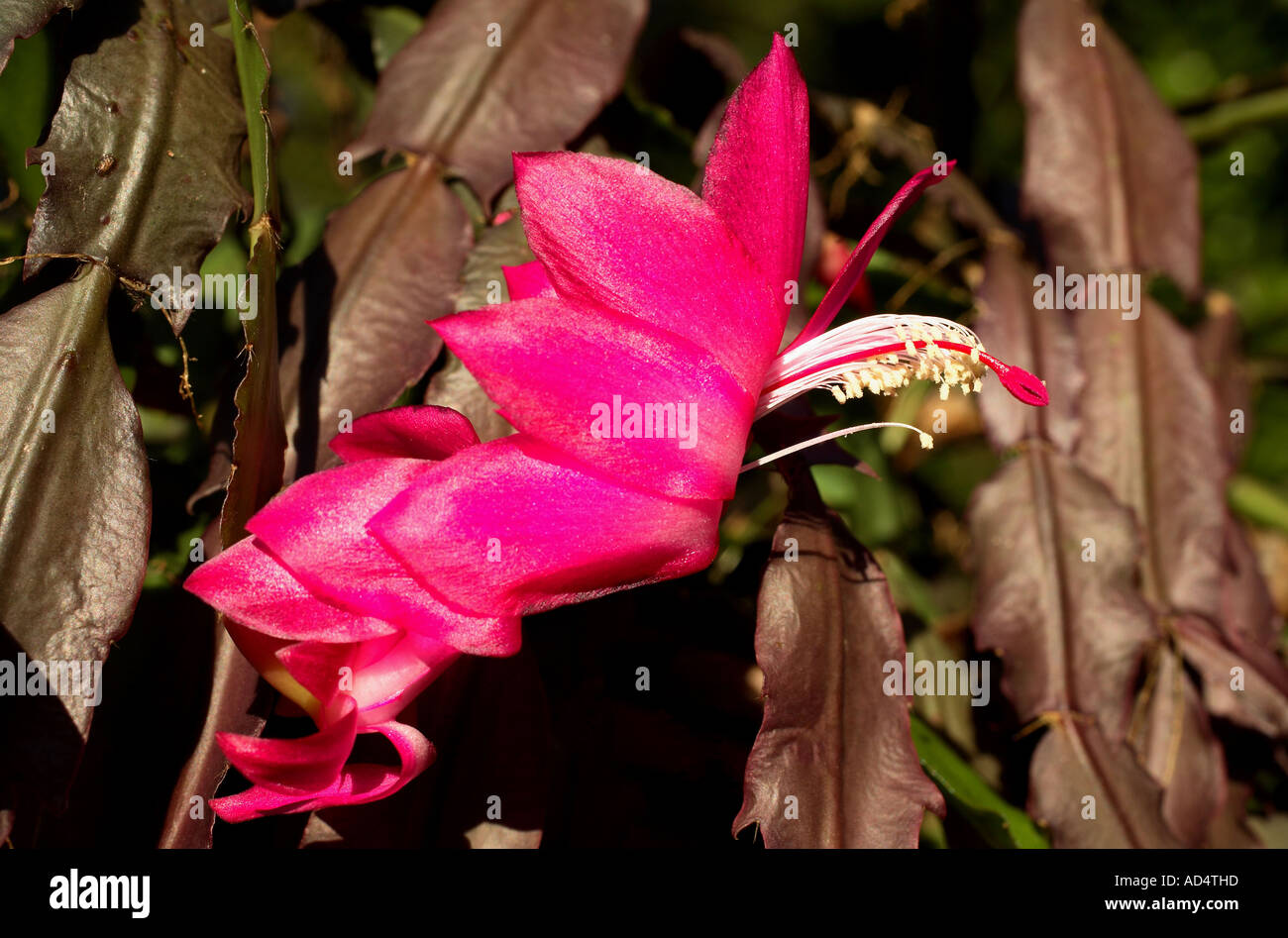 Zygocactus truncatus hi-res stock photography and images - Alamy