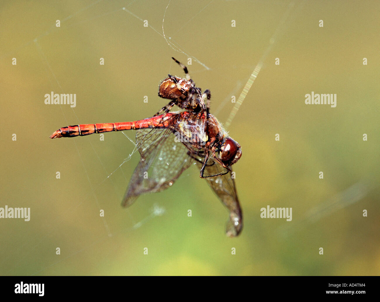 Spider with Dragonfly prey Stock Photo - Alamy
