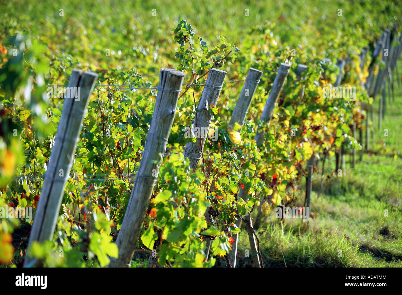 Ph077 hi-res stock photography and images - Alamy