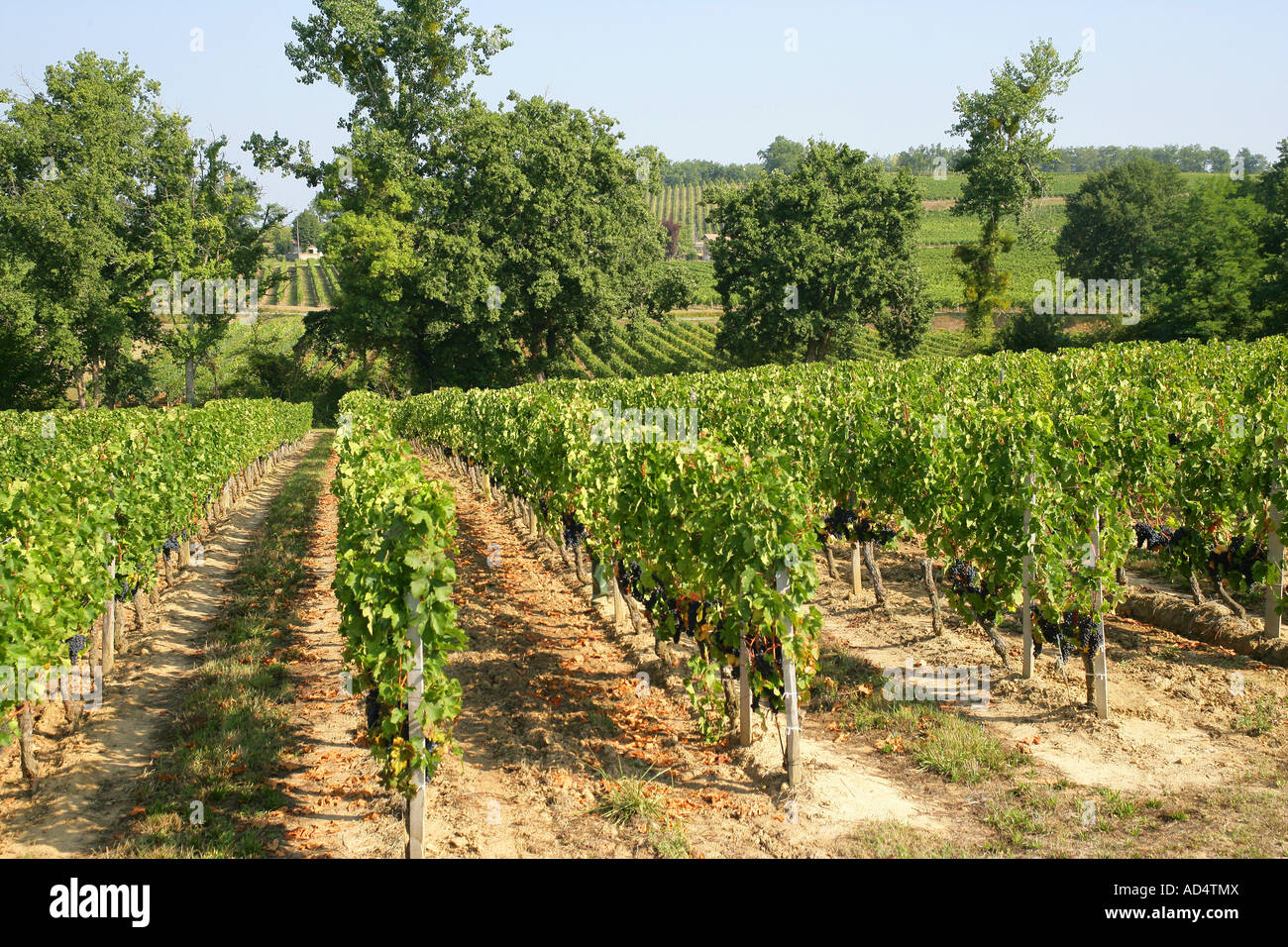 Viticultural domain hi-res stock photography and images - Alamy