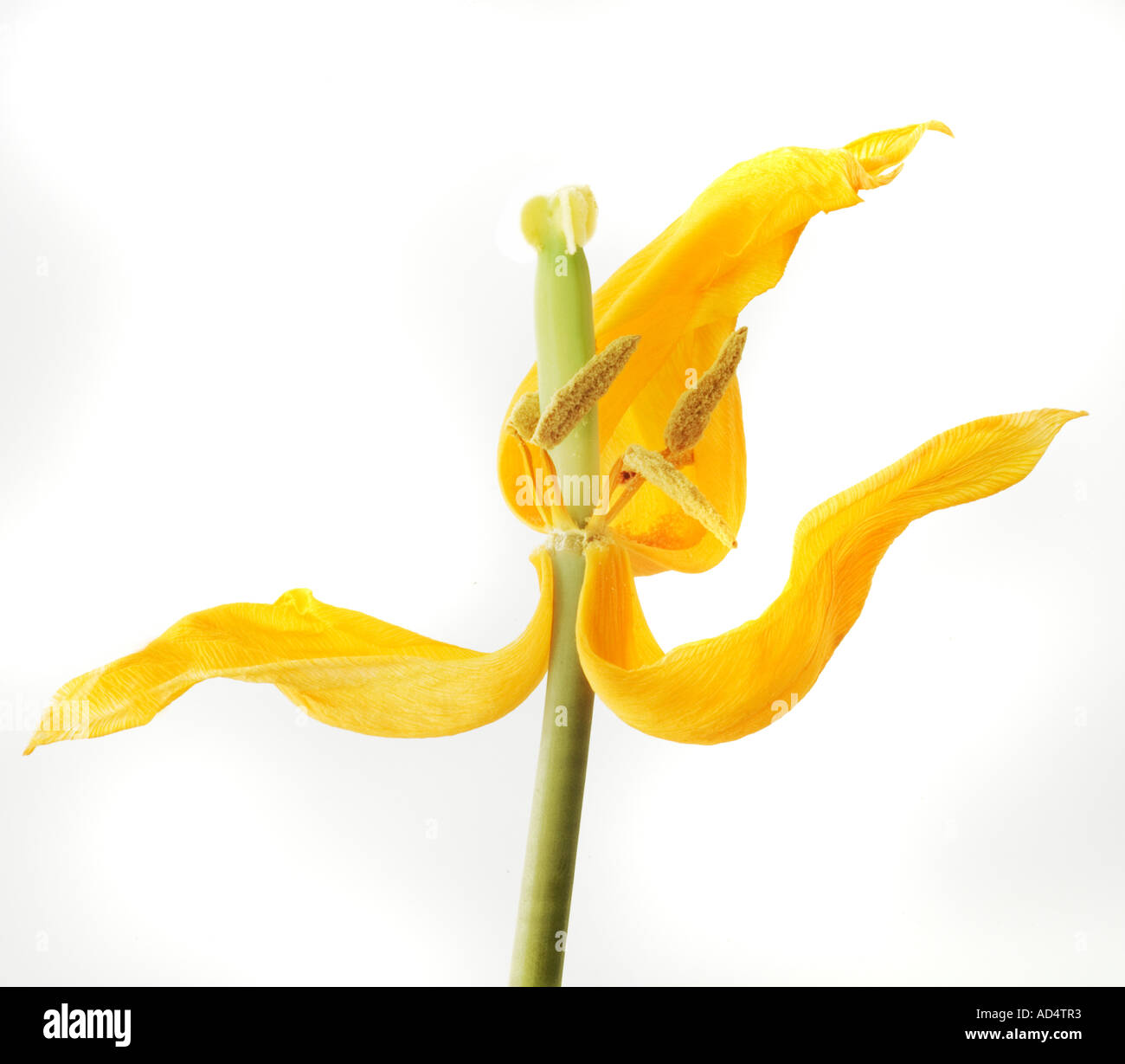 Dead yellow tulip Stock Photo - Alamy