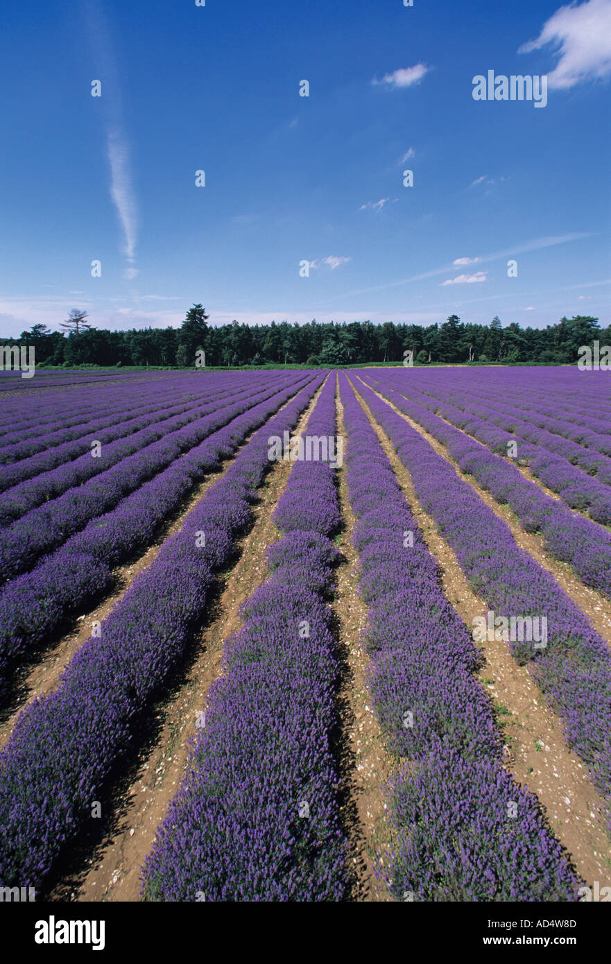 Lavender fields heacham hi-res stock photography and images - Alamy