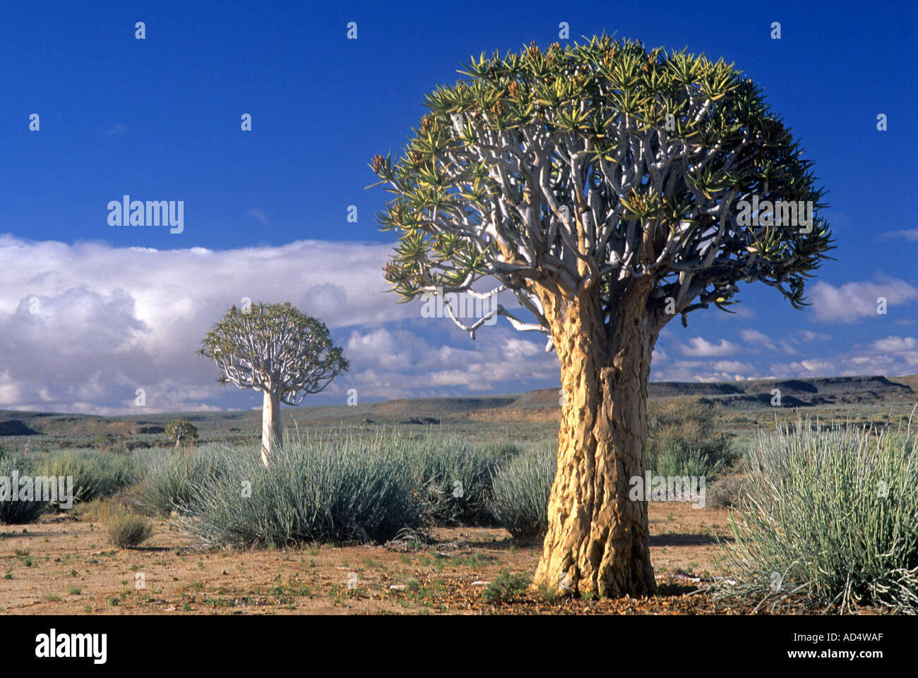 Namibia quiver tree in desert hi-res stock photography and images - Alamy