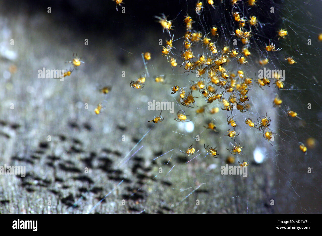 baby spiders spiderlings of the Araneus diadematus species is one of ...