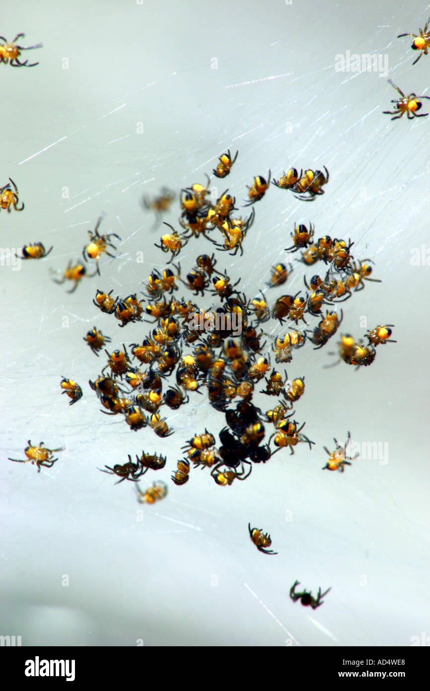 baby spiders spiderlings of the Araneus diadematus species is one of ...