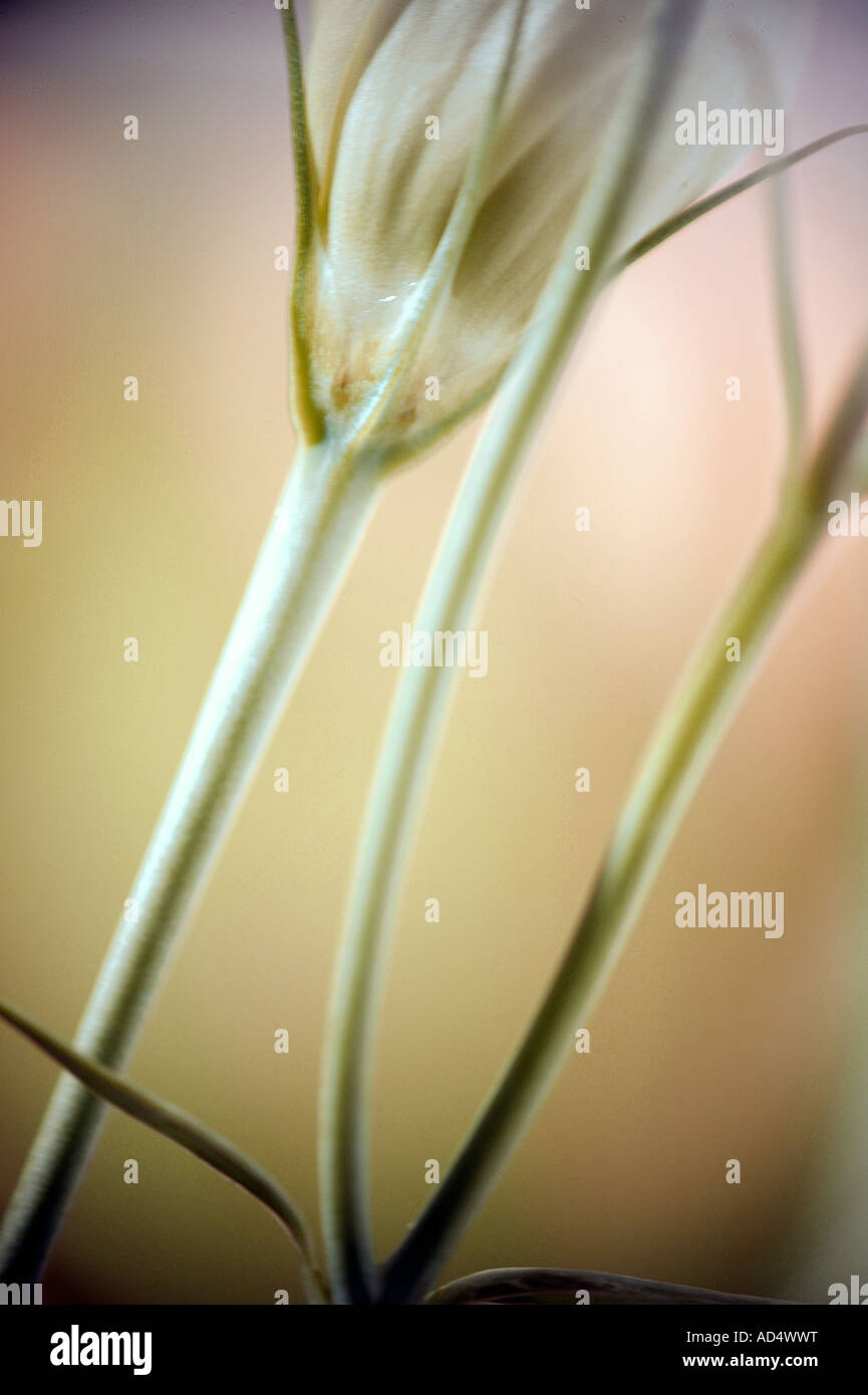 White flower bud Stock Photo - Alamy