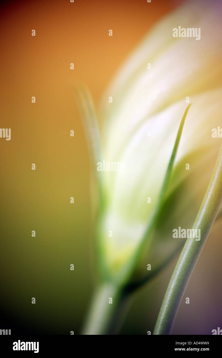 White flower bud Stock Photo - Alamy