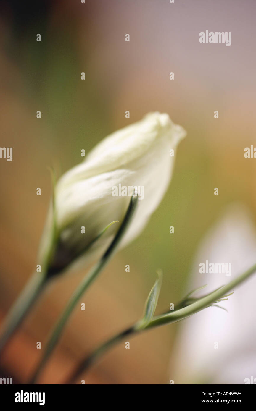White flower bud Stock Photo - Alamy