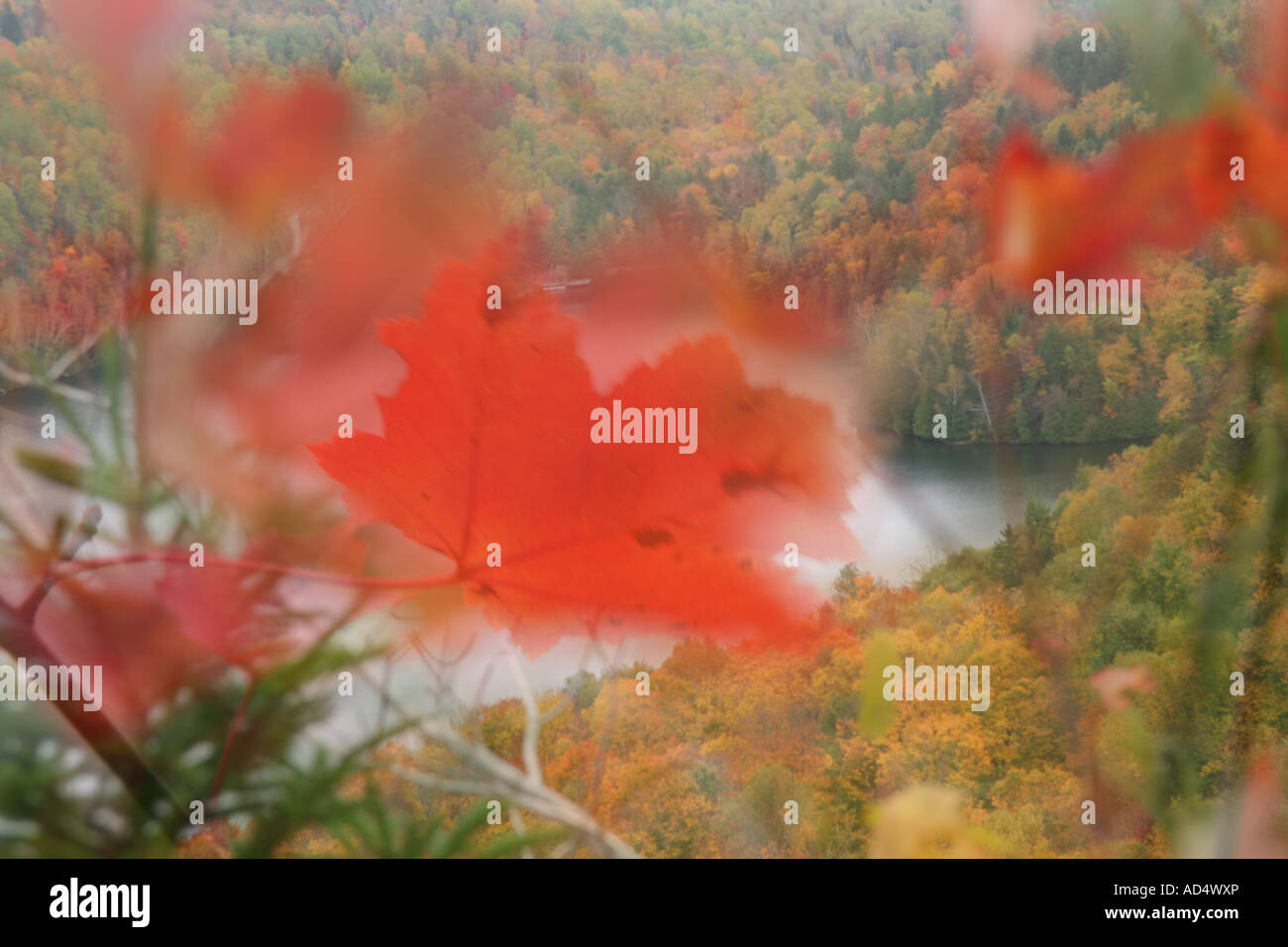 red leaves and lake in the fall Stock Photo - Alamy