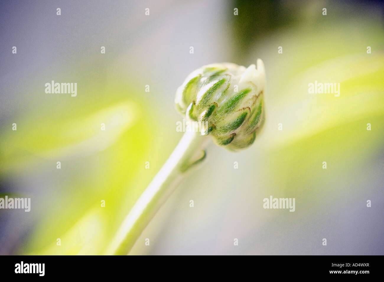White flower bud Stock Photo - Alamy