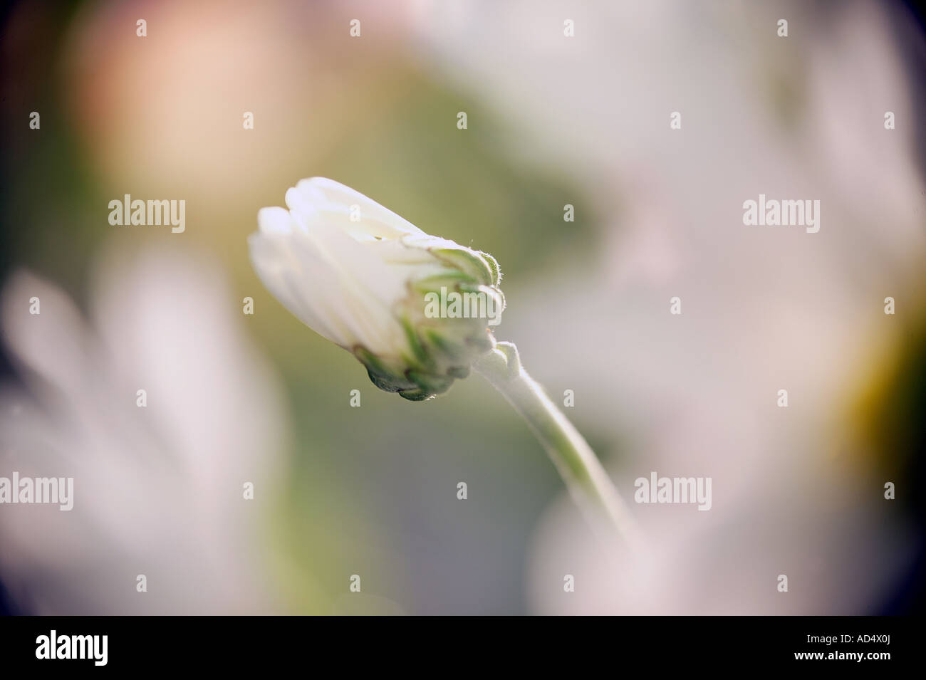 White flower bud Stock Photo - Alamy