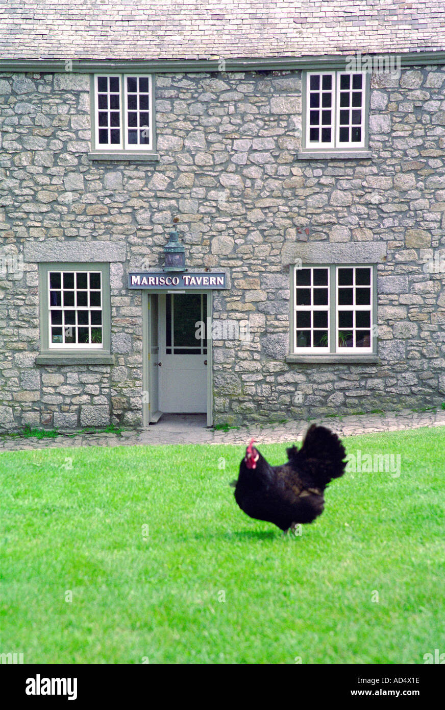 Chicken outside Marisco Tavern on Lundy Island England Stock Photo - Alamy